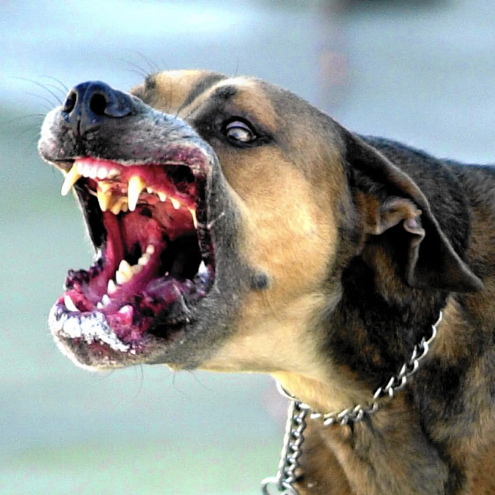 Police Crackdown on Vicious Dog Owners - Ziyah News Network