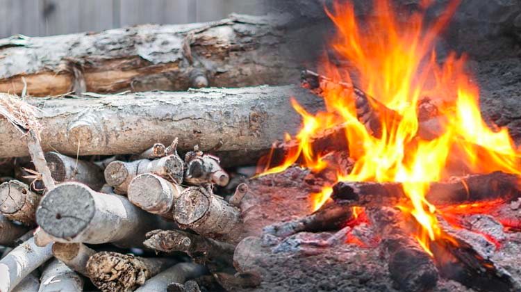 Firewood Without Receipt Now a Criminal Offence - Ziyah News Network